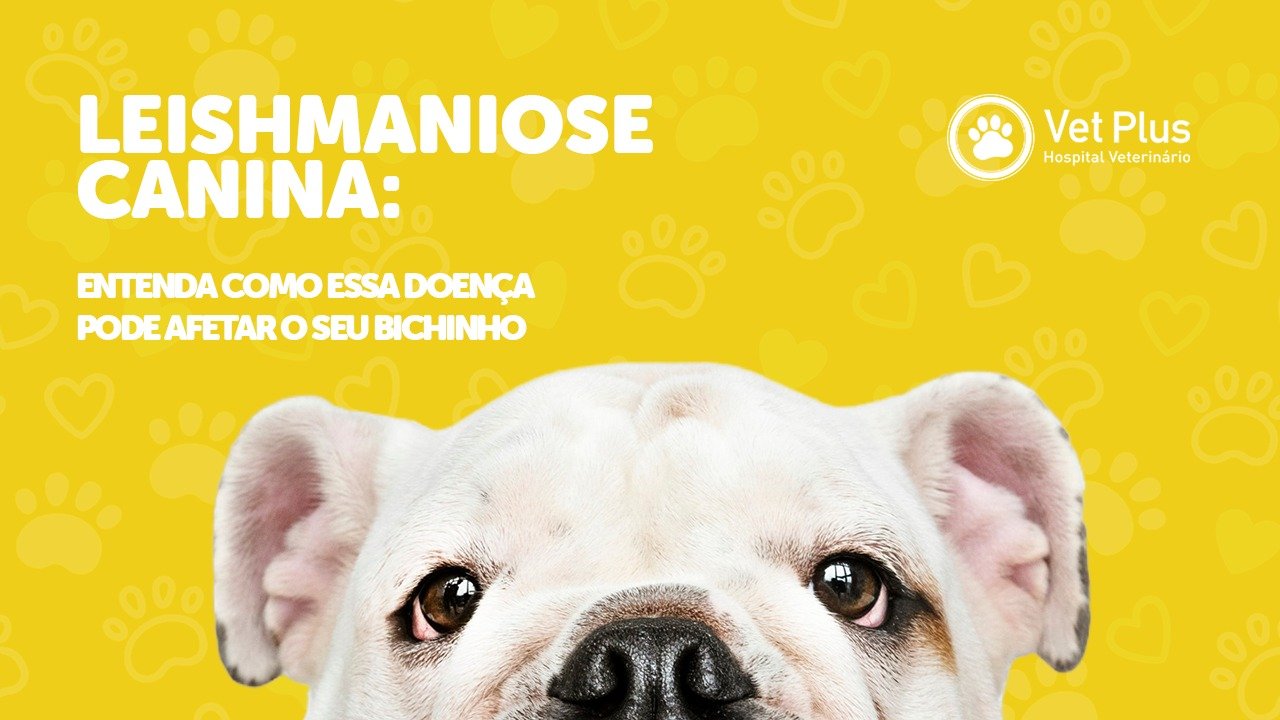 Leishmaniose Canina: entenda como essa doença pode afetar o seu ...