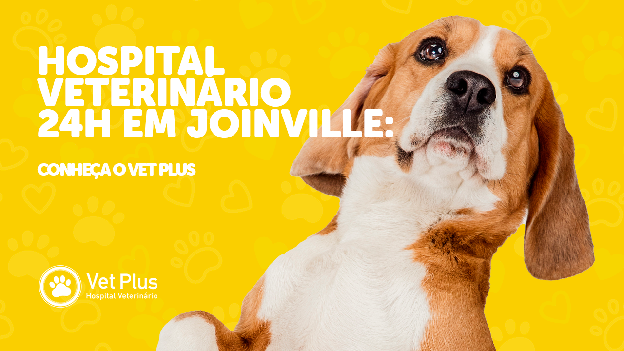 Hospital Veterinário 24h em Joinville: Conheça o Vet Plus - Vet Plus