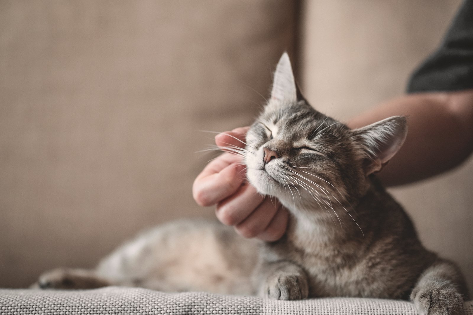 FELV: saiba como proteger seu gato da leucemia felina - Vet Plus
