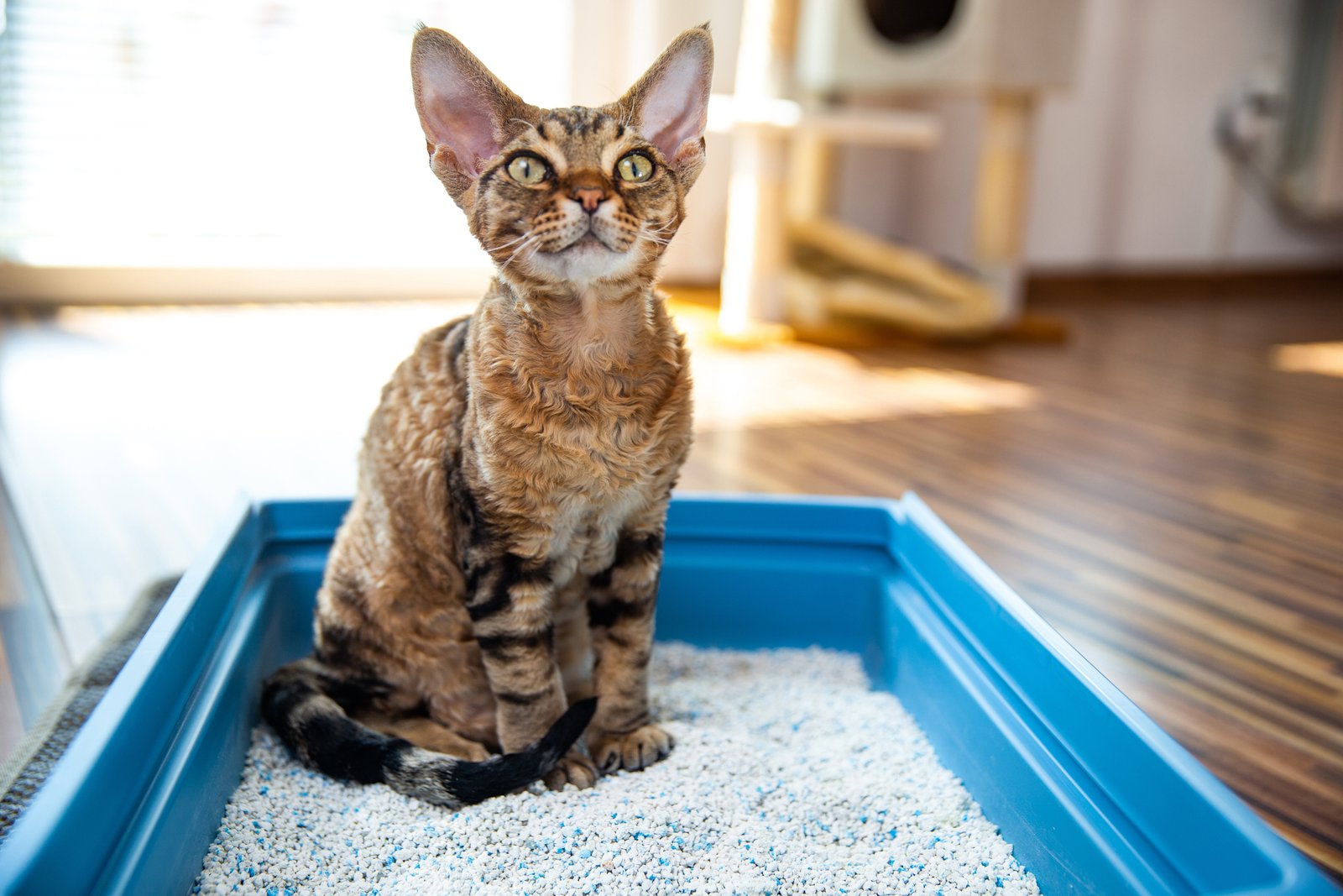 FIV felina: sintomas, diagnóstico e tratamento - Vet Plus