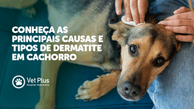 Dermatite em cachorro: causas, sintomas e tratamentos
